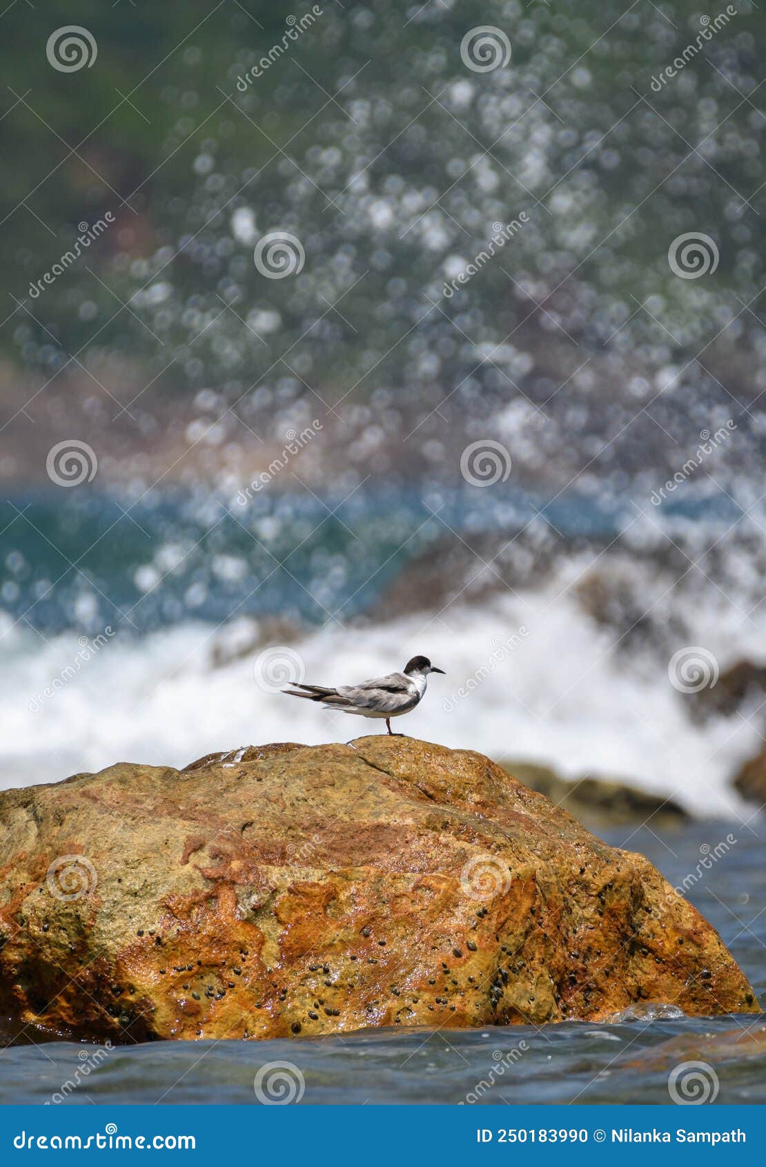 Isolated Whiskered Tern Perch on a Rock and Ocean Waves Crash and Spray ...