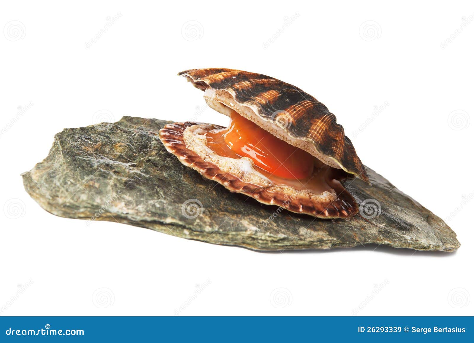 Isolated on White Alive Scallop Stock Image - Image of marine, aquatic ...