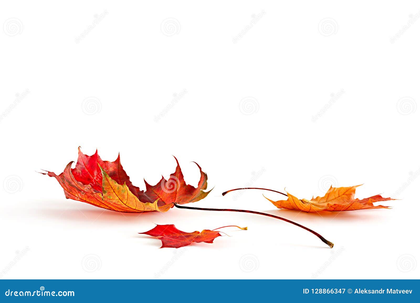 Isolated on White Autumn Leaves Stock Image - Image of fall, fade ...