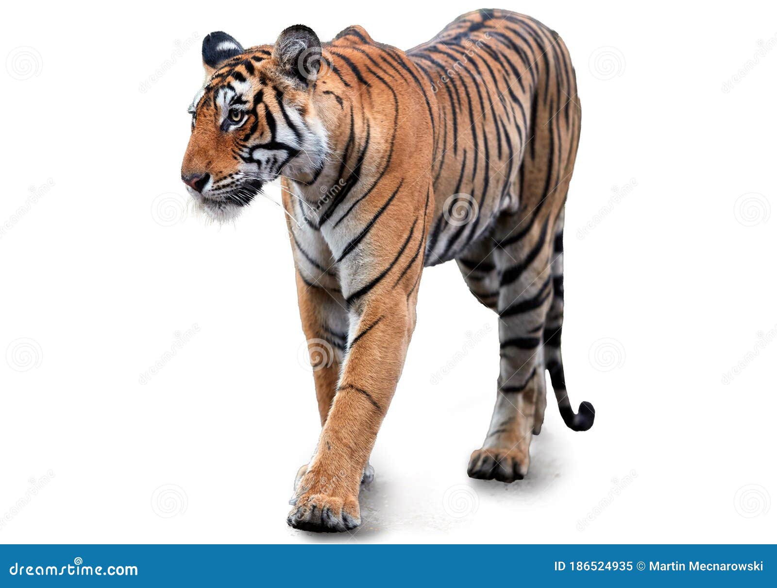 Isolated on White Background, Close Up, Wild Bengal Tiger, Panthera ... Isolated on White Background, Close Up, Wild Bengal Tiger, Panthera ...