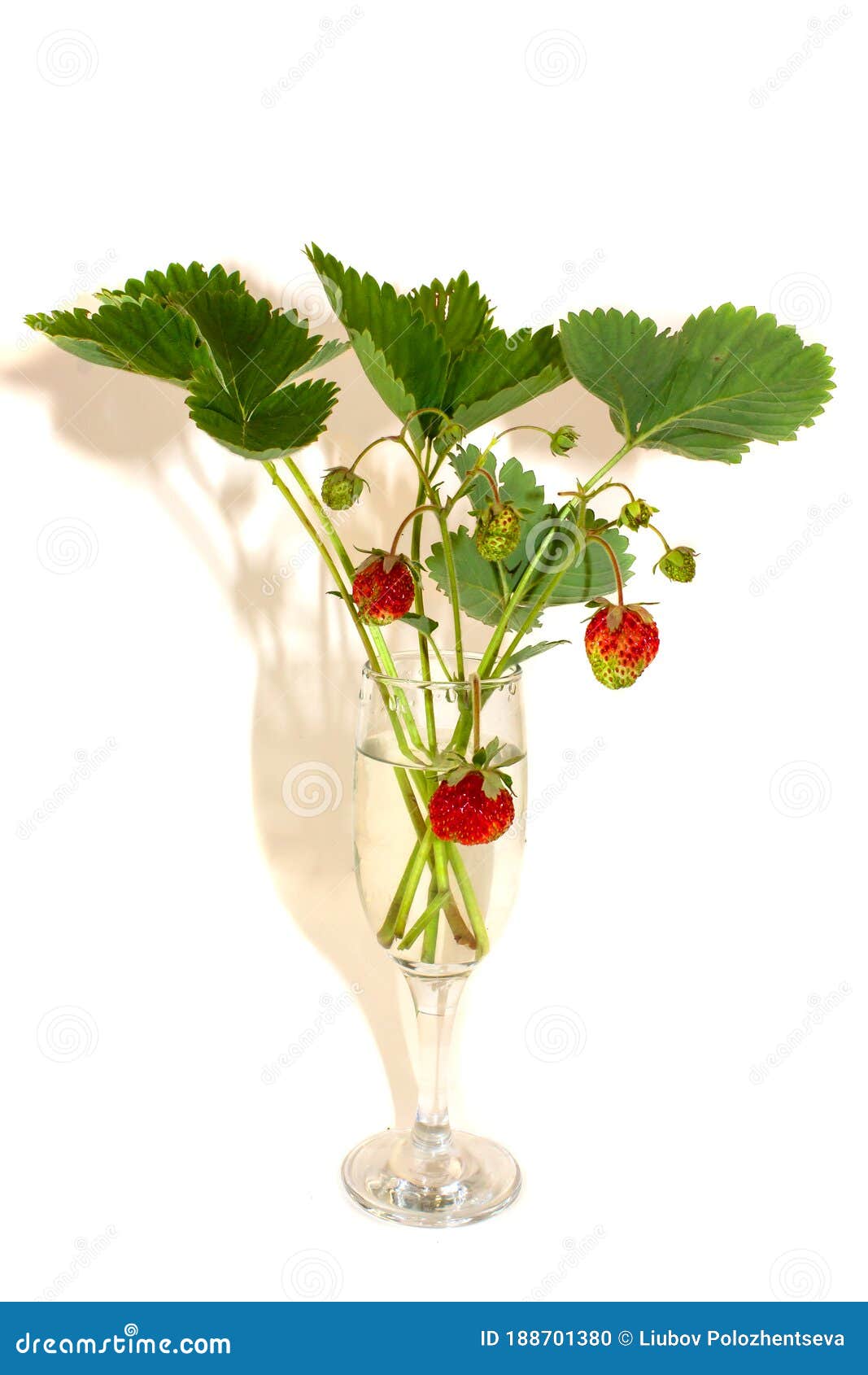 Isolated on White Background Closeup of Strawberries on the Bush Stock ...