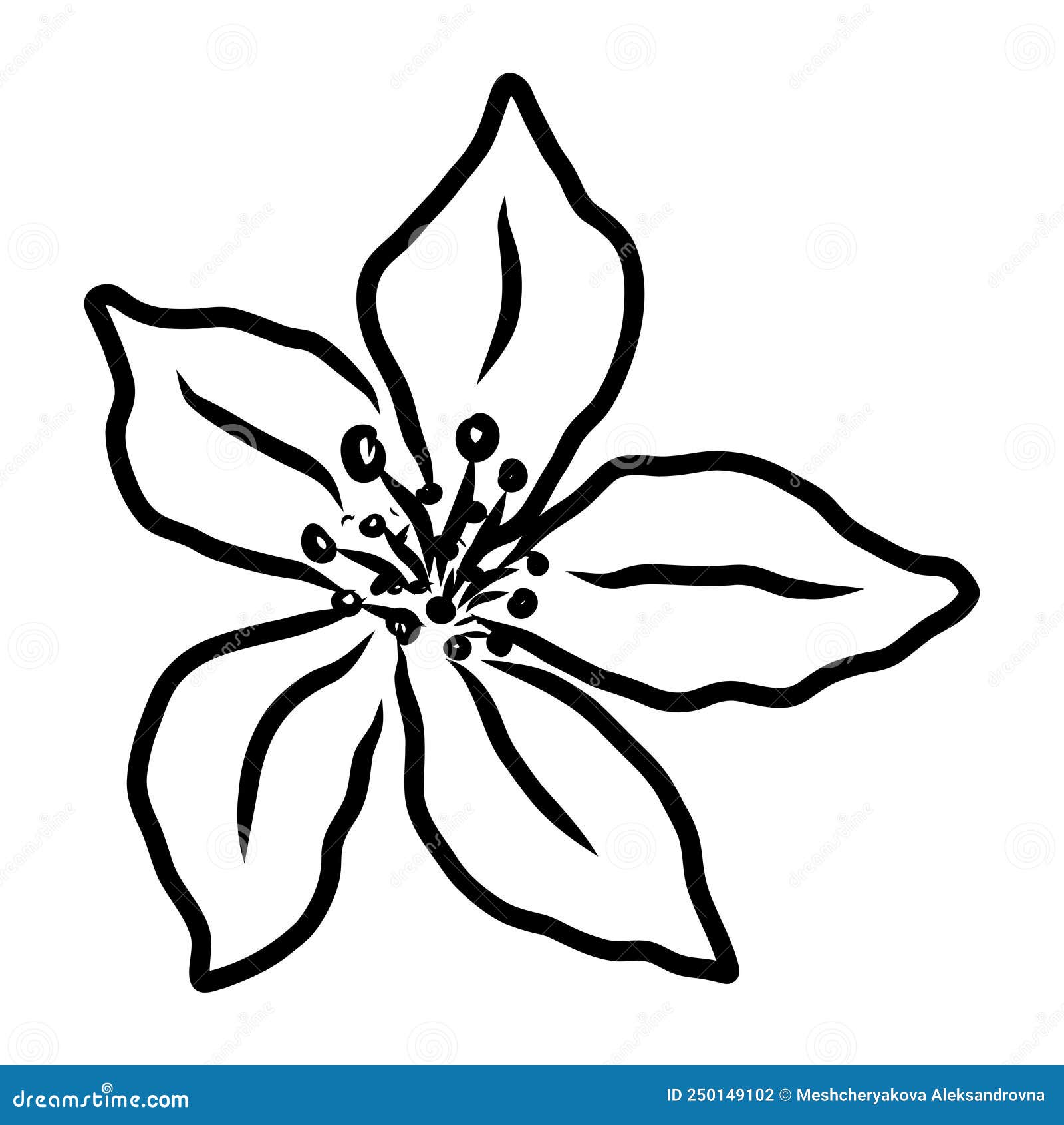 ISOLATED on a WHITE BACKGROUND CONTOUR DRAWING of a FLOWERING LILY ...