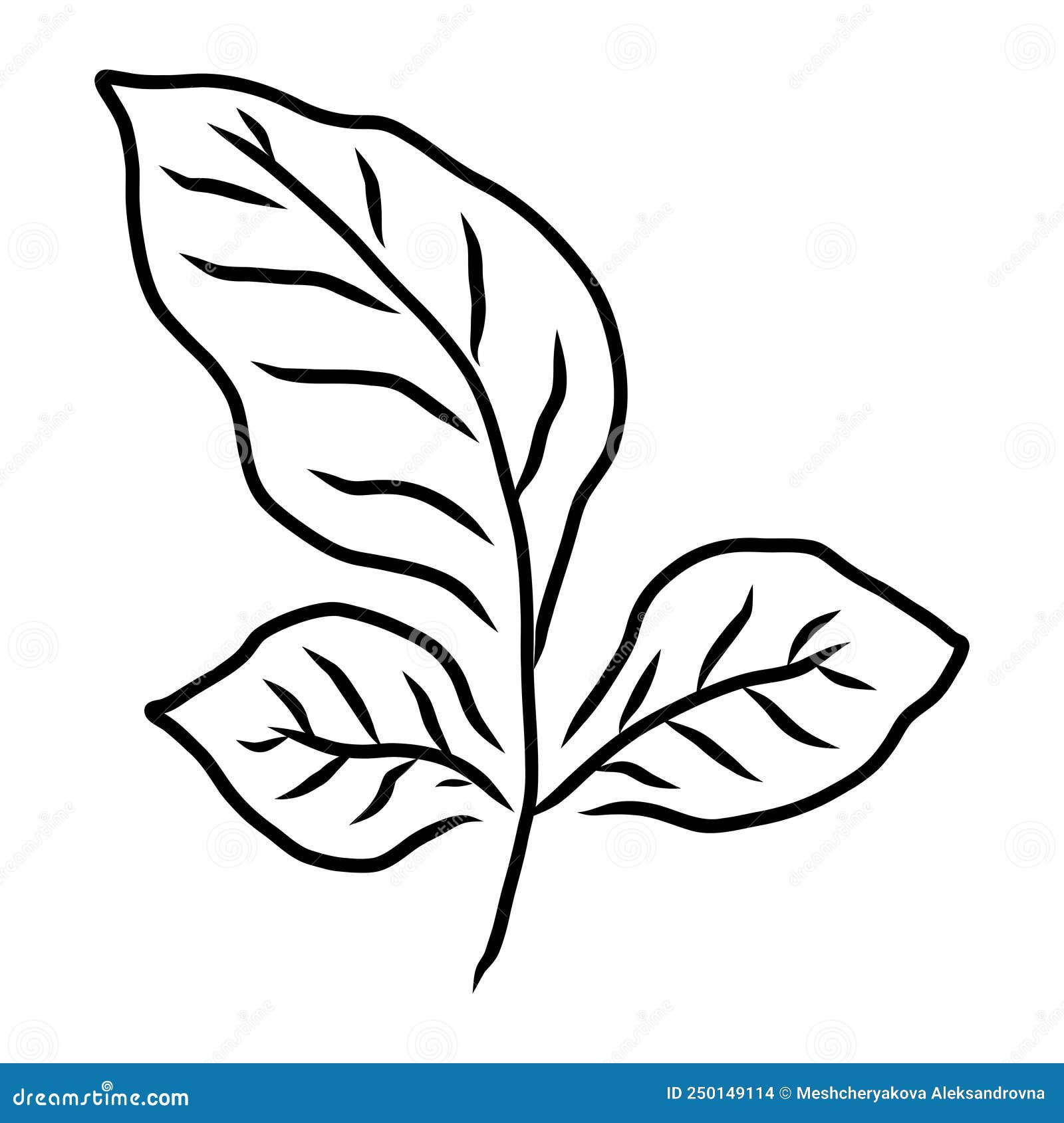 ISOLATED on a WHITE BACKGROUND CONTOUR DRAWING of a PLANT LEAF Stock ...