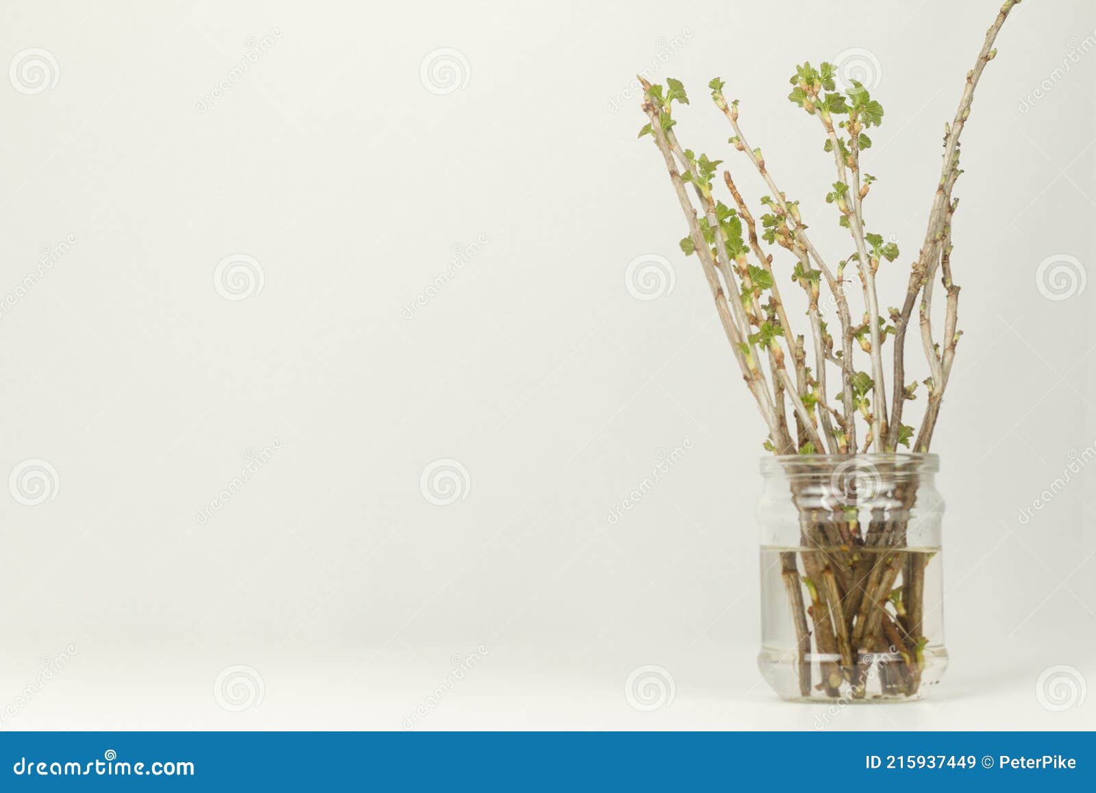 Isolated on White Background Currant Cuttings in a Jar on the Table ...