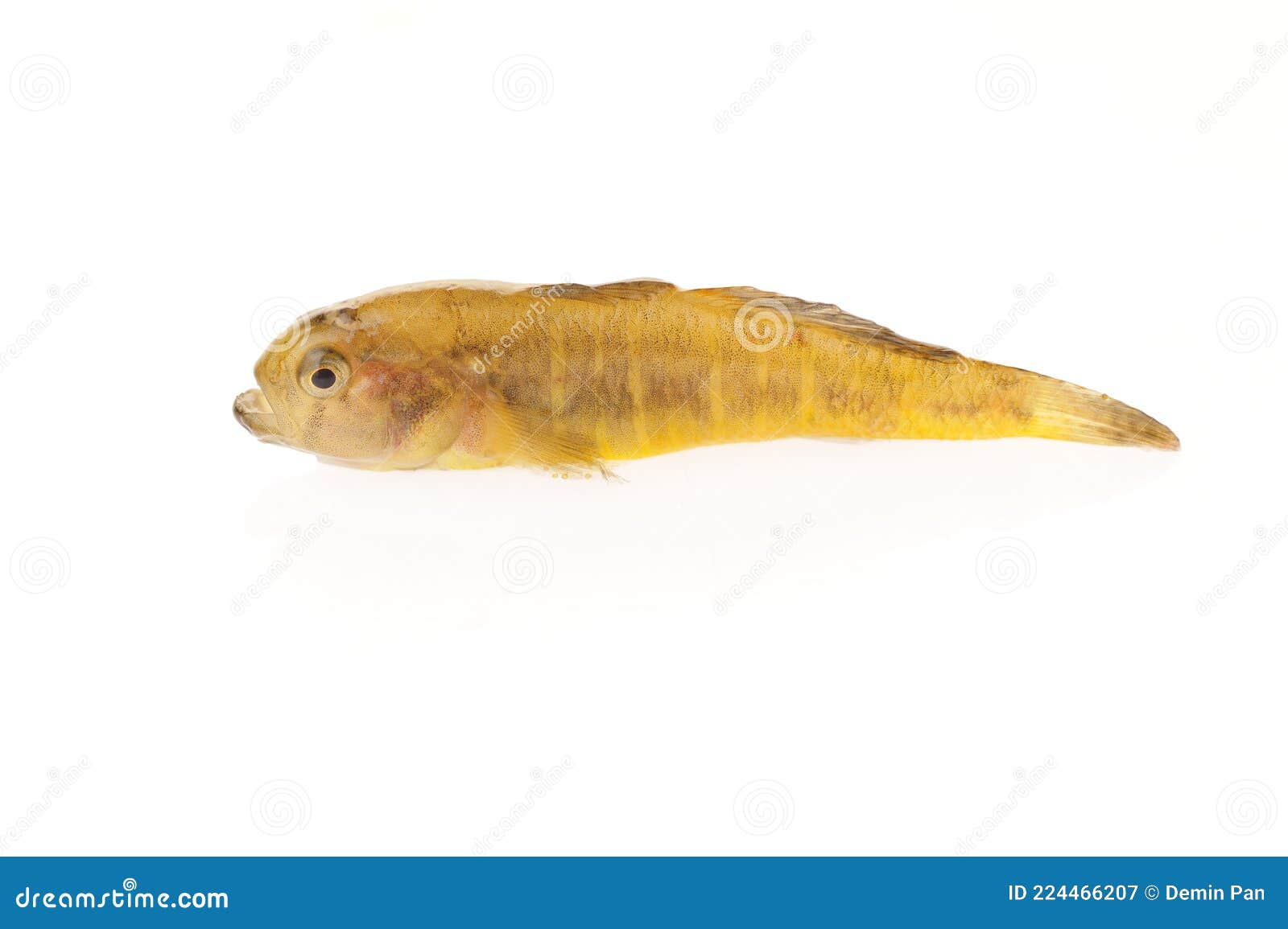 Isolated in the White Background of Fish Stock Image - Image of cooking ...