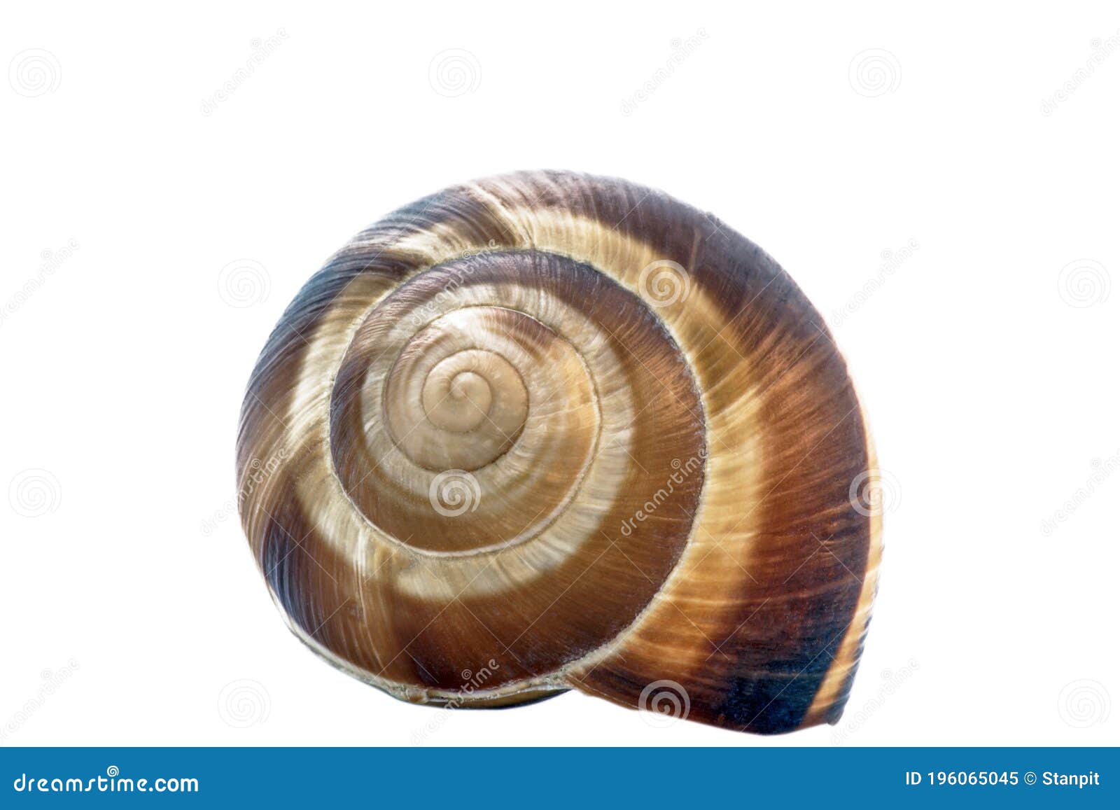 Isolated on White Background Shell Helix Stock Image - Image of ...
