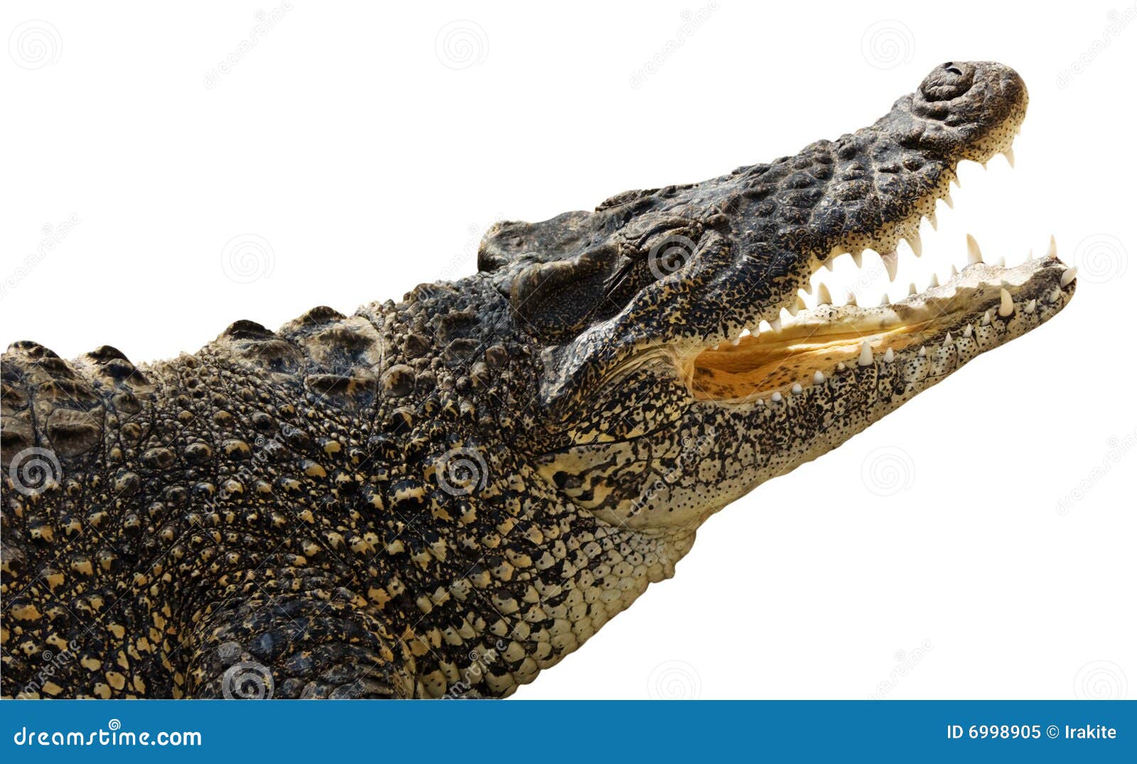 White Crocodile Eggs In Incubator Royalty-Free Stock Photography ...