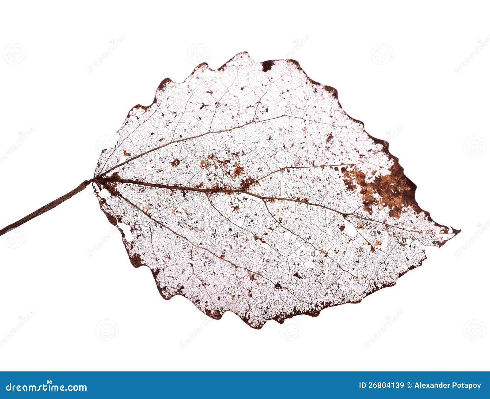Dead Leaf Structures Royalty-Free Stock Photography | CartoonDealer.com ...