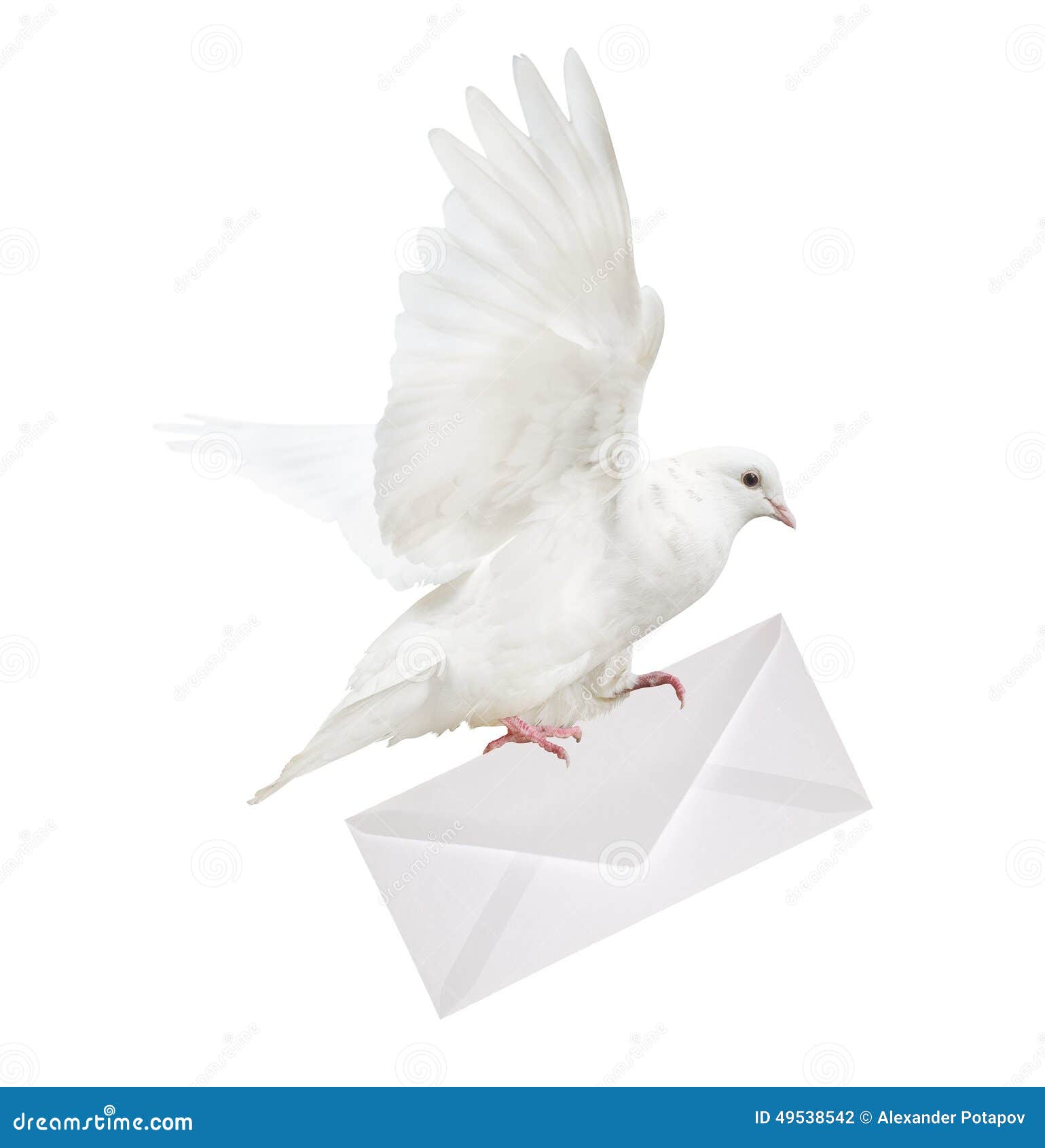 Isolated White Dove Carrying Envelope Stock Photo - Image of ...