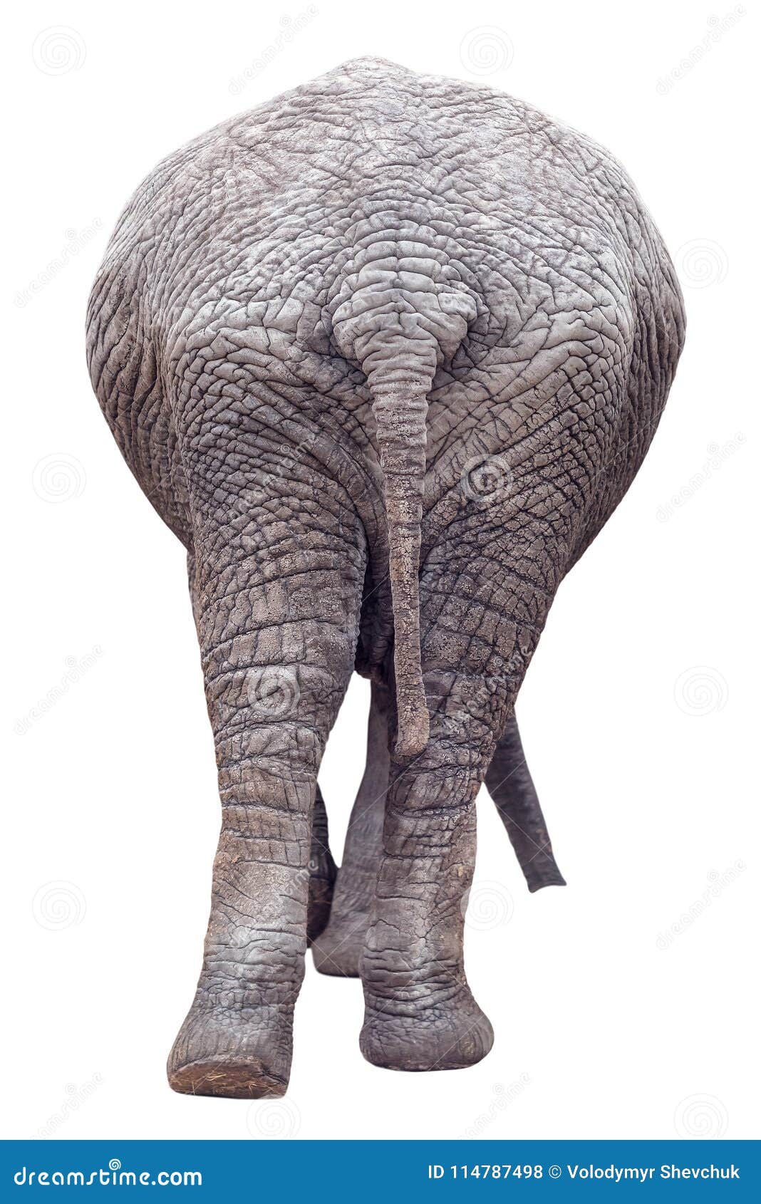 Isolated elephant`s stock photo. Image of mammals, full - 114787498