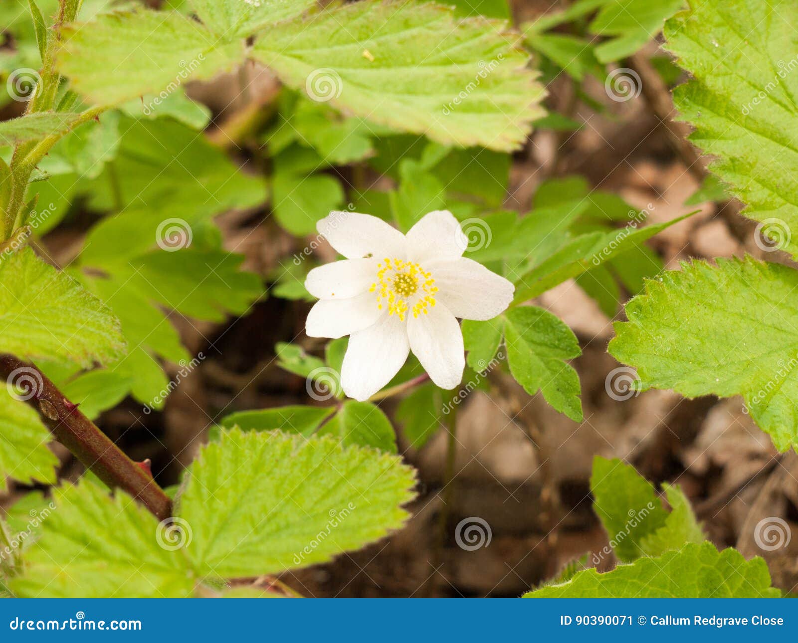 An Isolated White Flowerhead in the Spring Time Light Stock Image ...