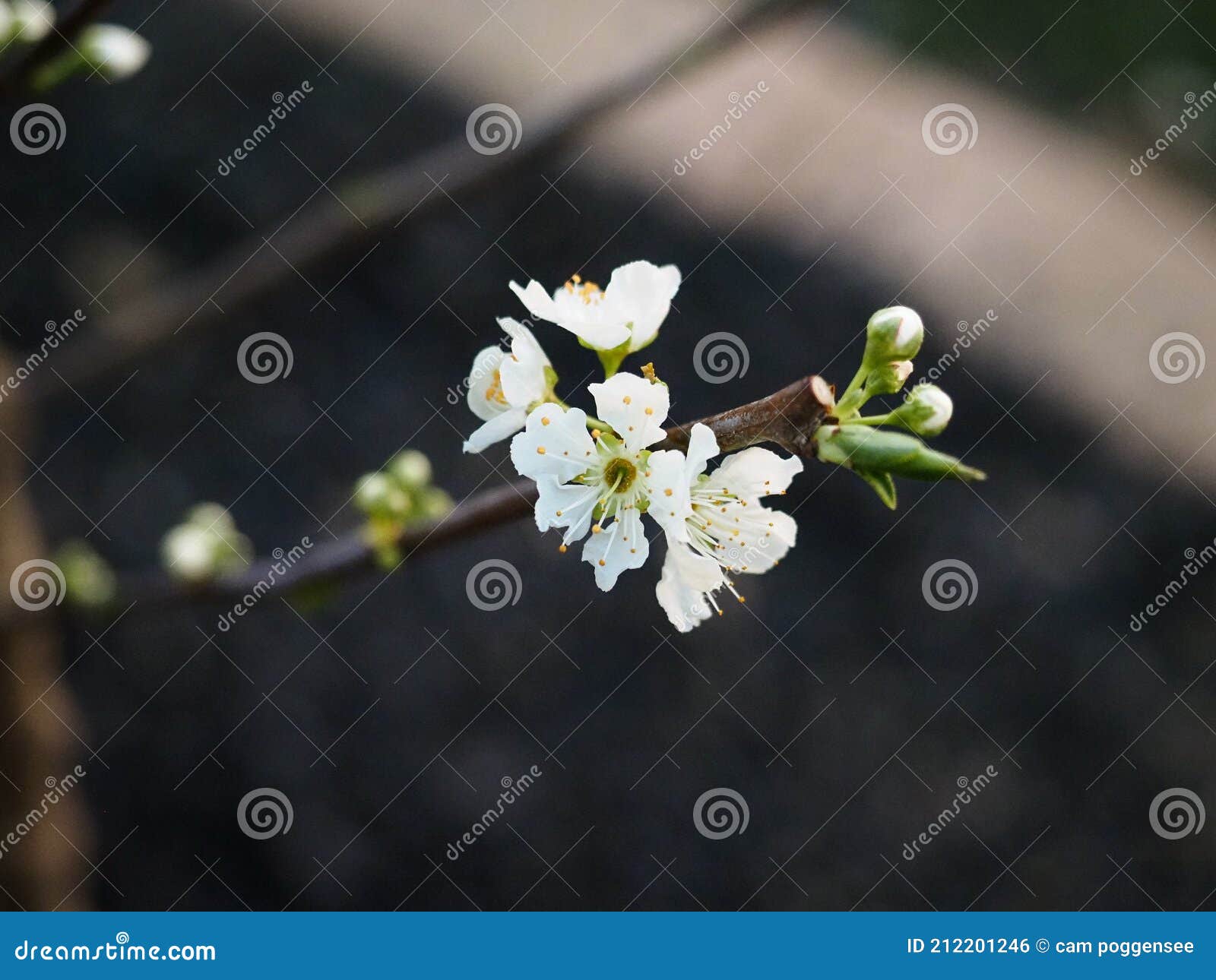 Isolated White Flowers on a Plum Tree Stock Photo - Image of flowers ...