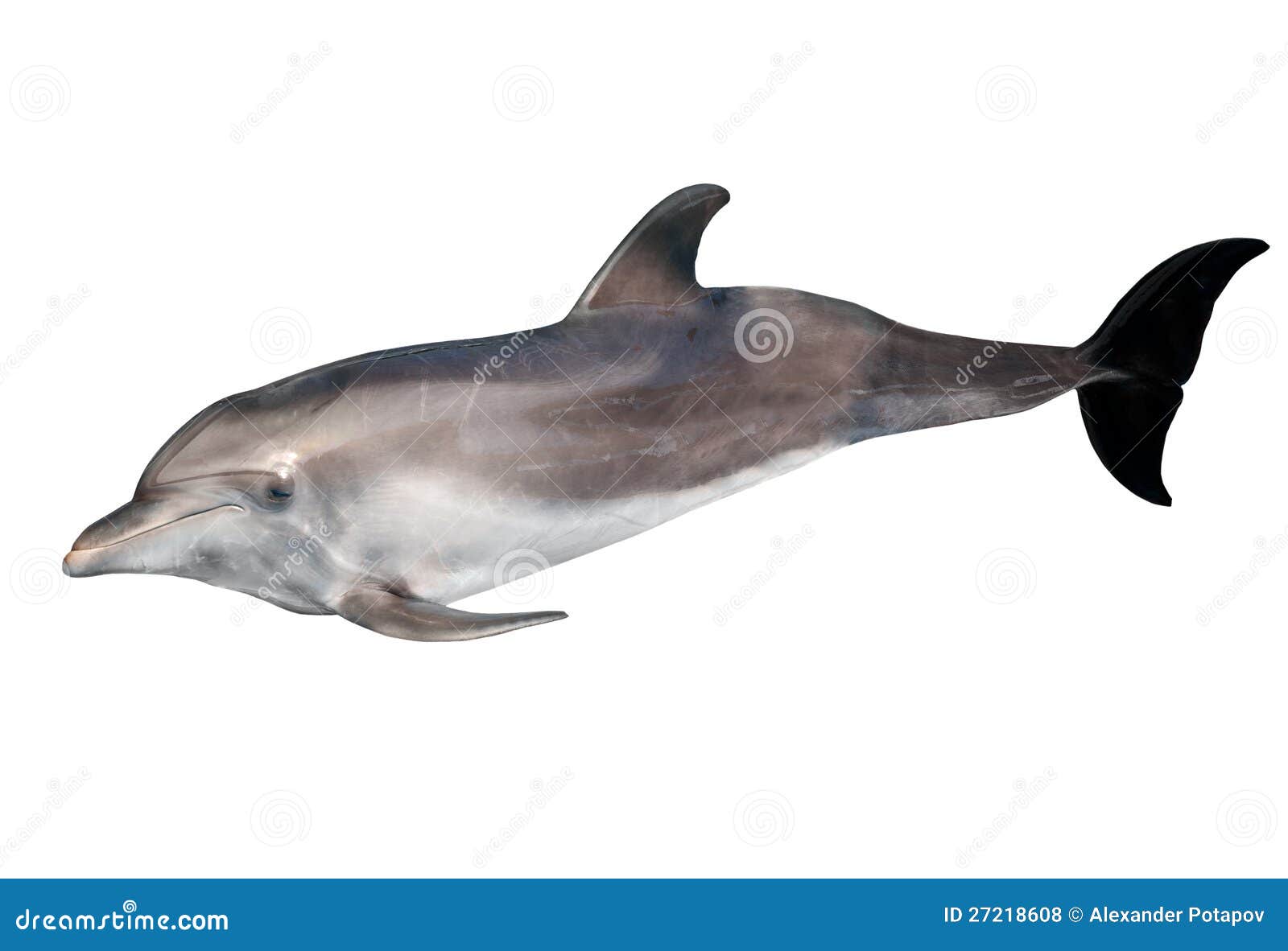 Isolated on White Grey Doplhin Stock Photo - Image of wildlife ...