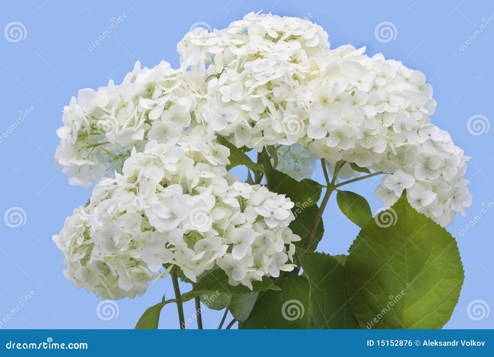 Isolated white hydrangea stock photo. Image of agriculture - 15152876