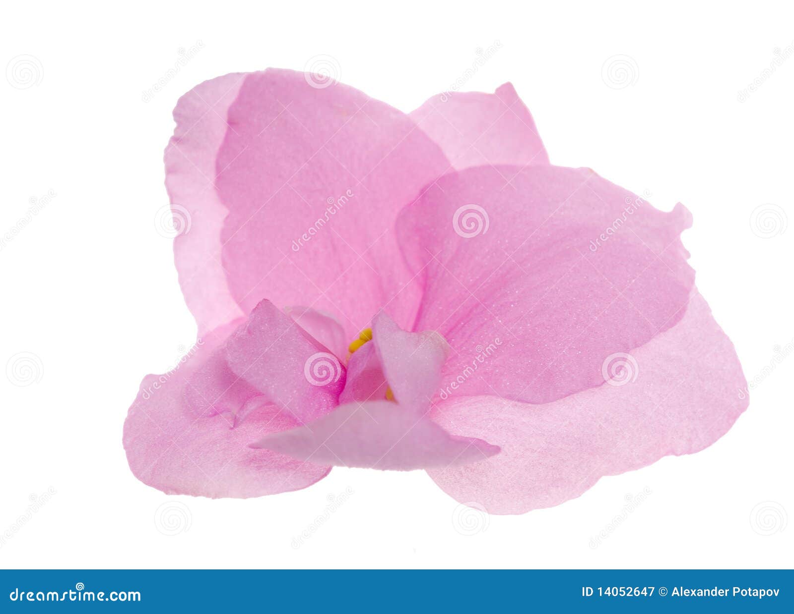 Isolated on White Light Pink Violet Stock Image - Image of beautiful ...