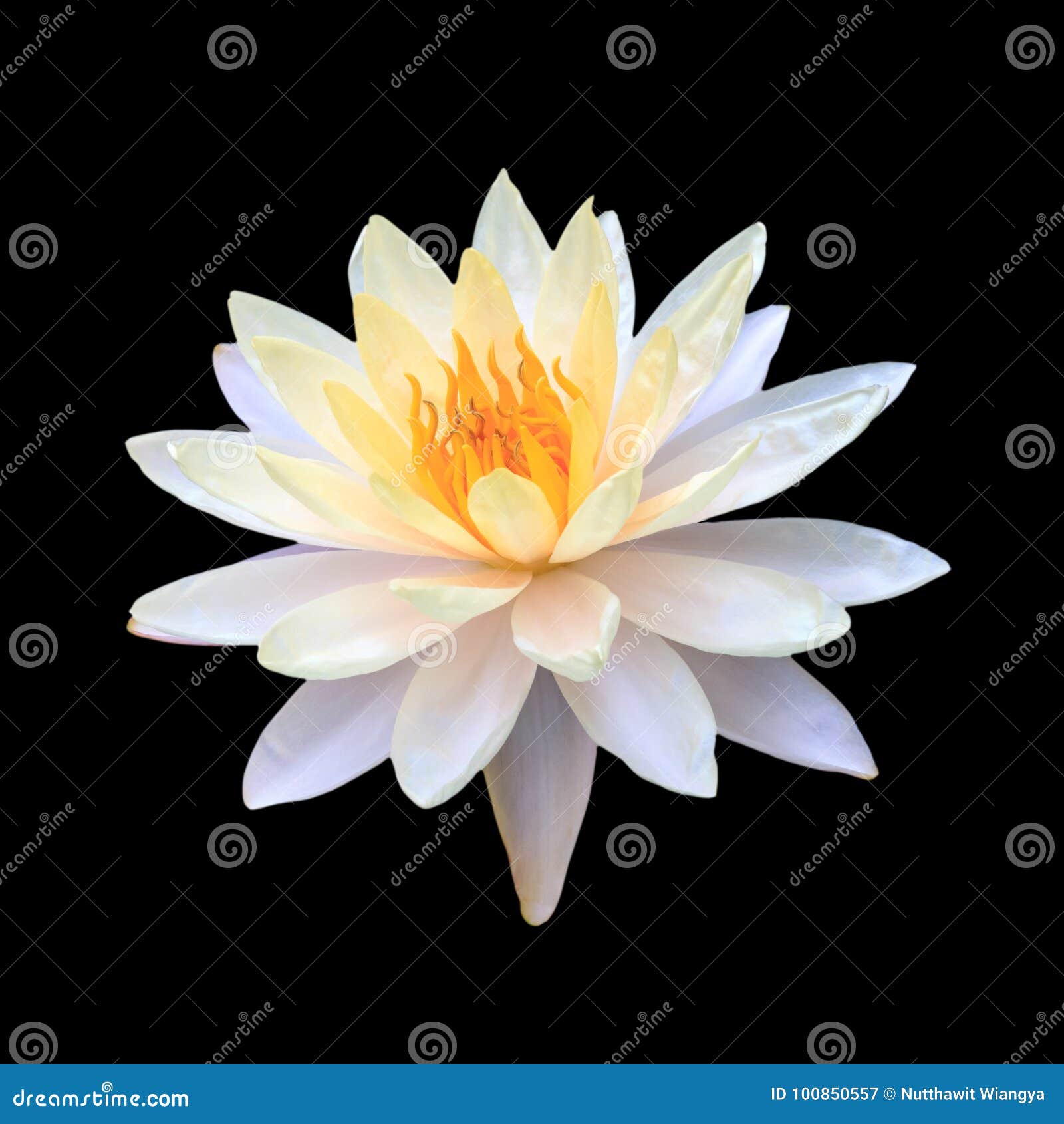 Isolated white lotus. stock image. Image of blossom - 100850557