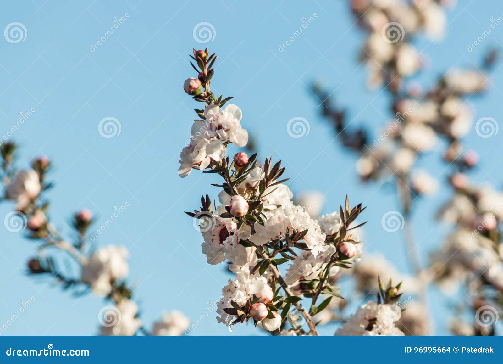 Isolated White Manuka Tree Flowers with Blue Sky Background Stock Photo ...
