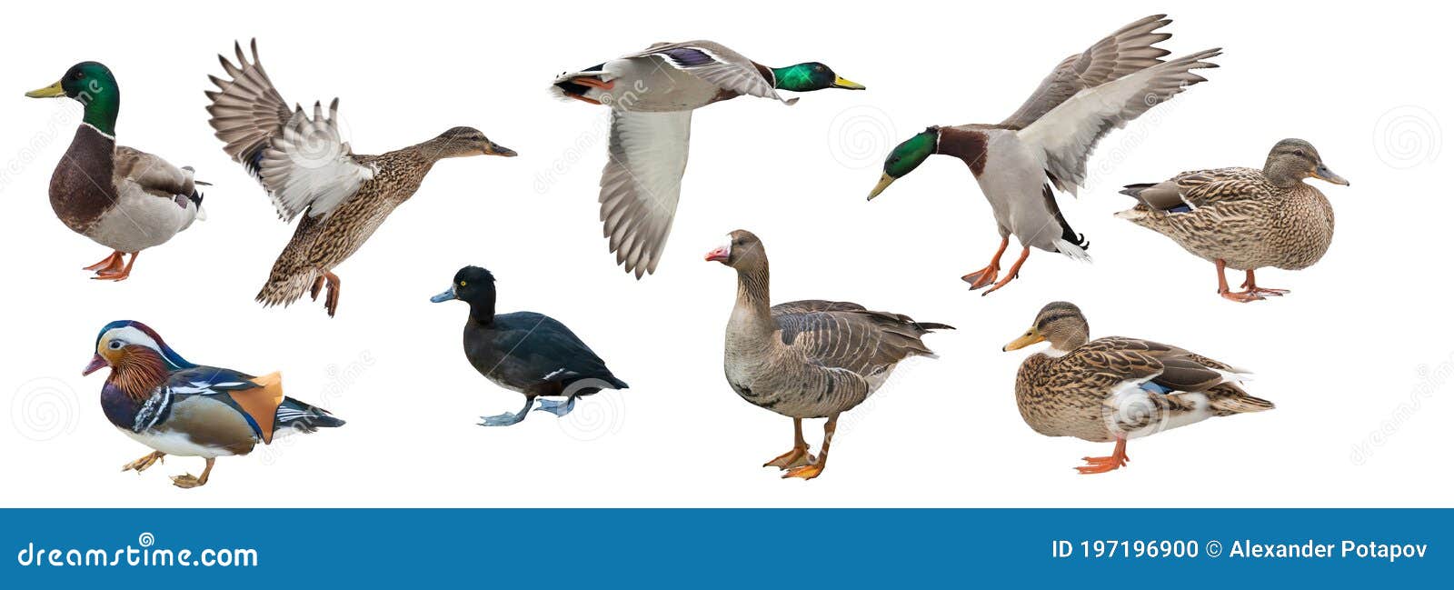 Isolated on White Nine Ducks Stock Photo - Image of bird, duck: 197196900