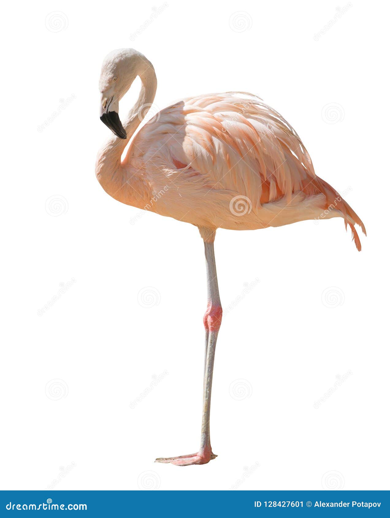 Isolated on White One Standing Flamingo Stock Image - Image of ...