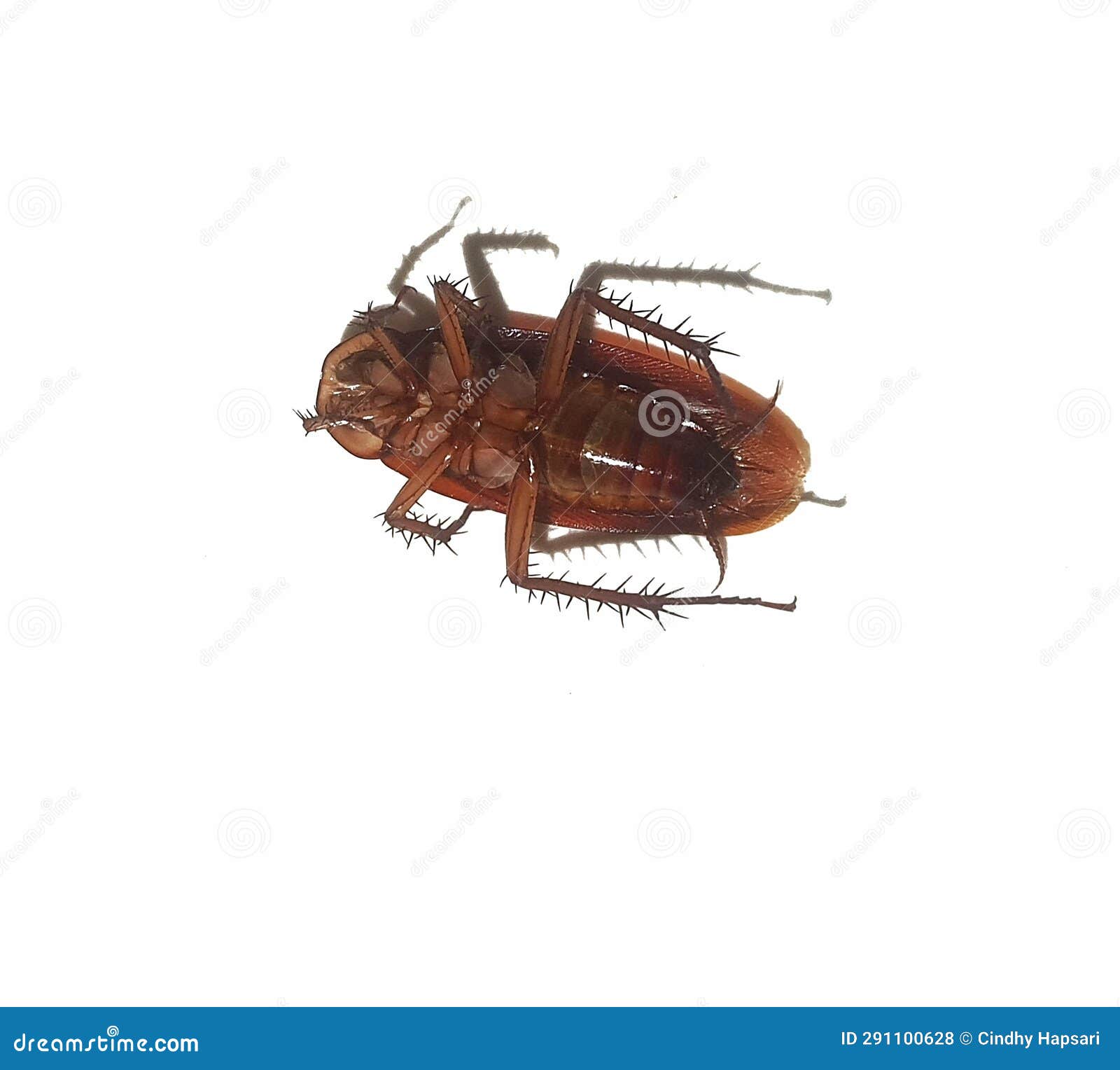 Isolated White Photo of a Dead Cockroach Stock Photo - Image of lateral ...