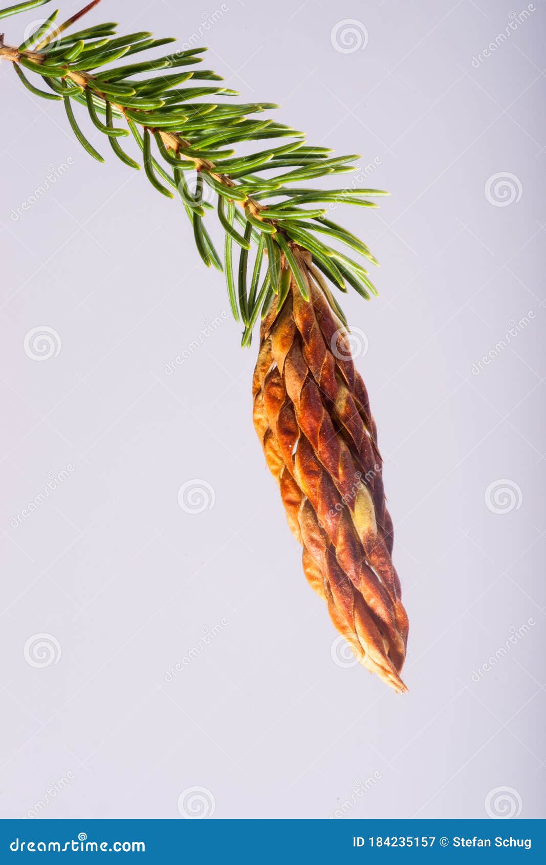 Early Spruce Cone Development Stock Image - Image of picea, medicinal ...