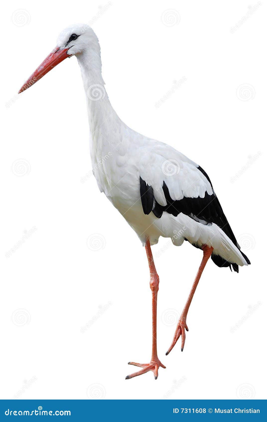 Isolated white stork stock photo. Image of bird, ciconia - 7311608