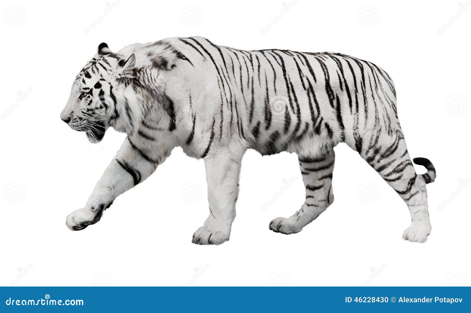 Isolated White Striped Tiger Stock Photo - Image of head, large: 46228430