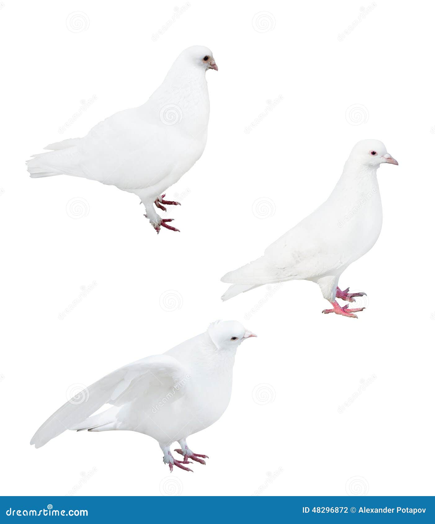 Isolated on White Three Pigeons Stock Photo - Image of single, purity ...