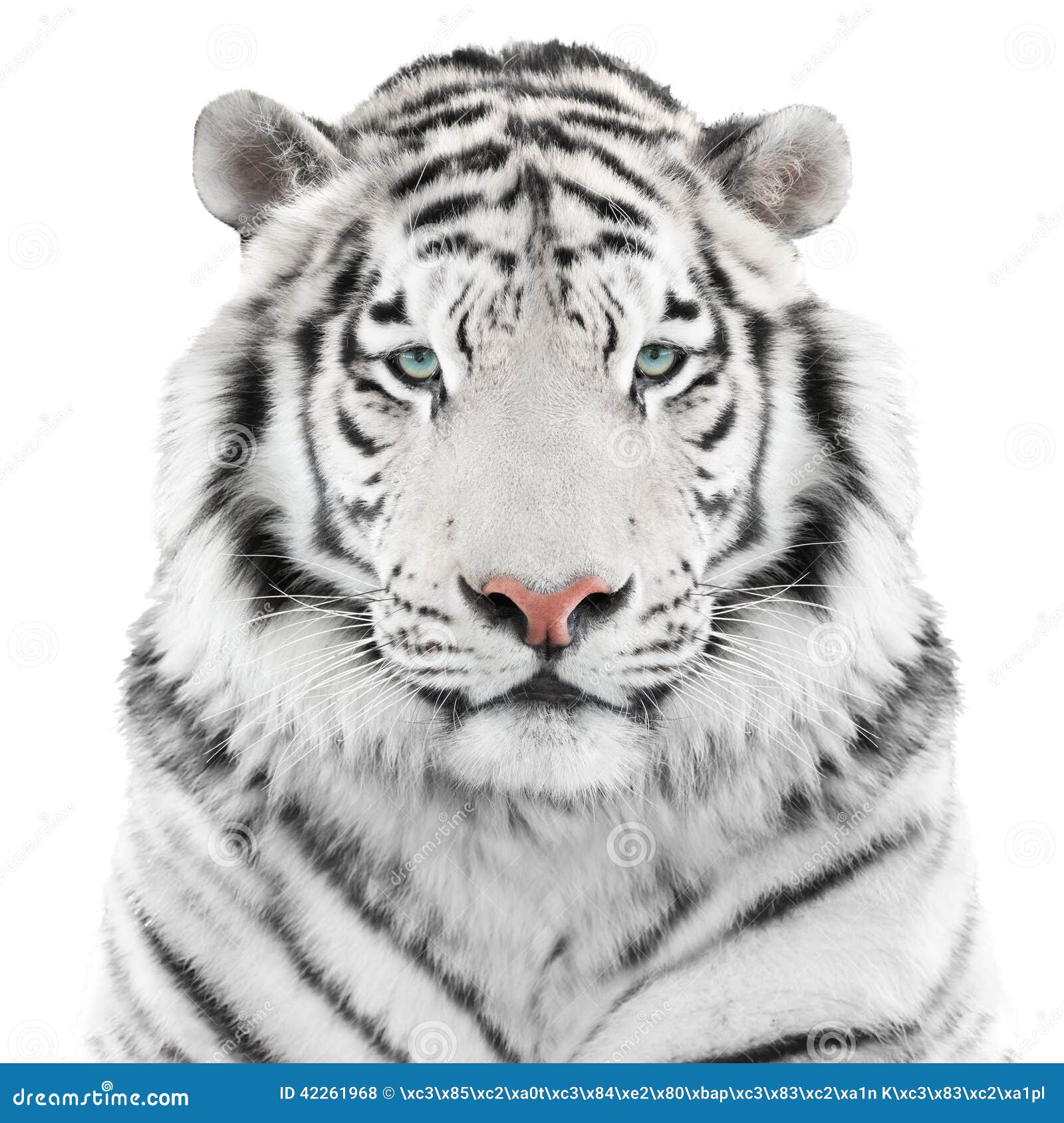Isolated white tiger stock photo. Image of portrait, conservation ...