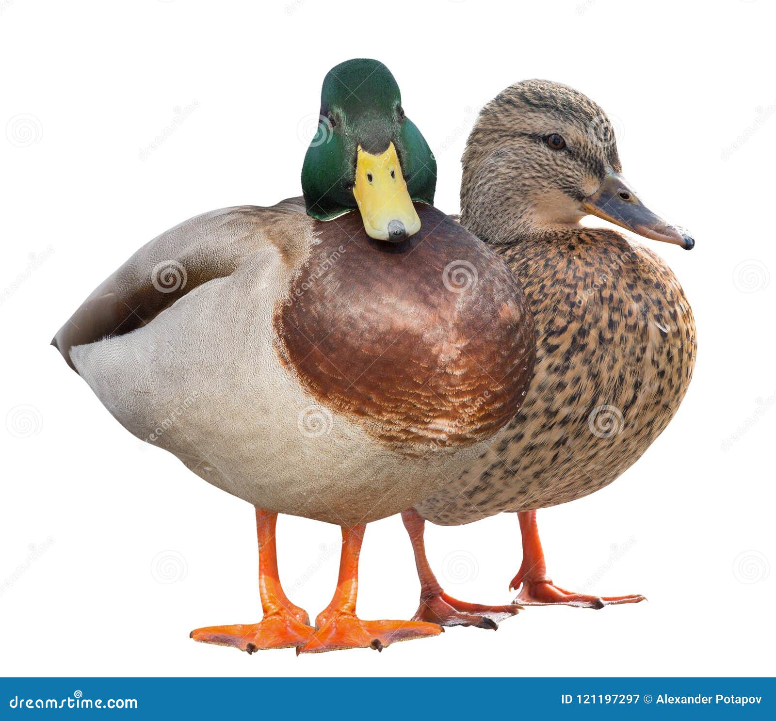 Isolated on White Two Standing Mallard Ducks Stock Image - Image of ...