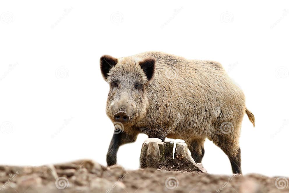 Isolated Wild Hog Looking at Camera Stock Image - Image of livestock ...