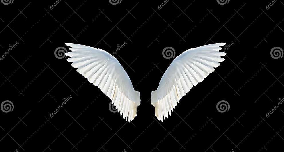 Isolated wings stock image. Image of carry, background - 5068463