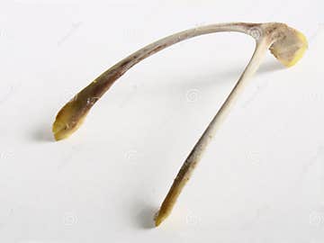 Isolated wishbone stock photo. Image of fortune, isolated - 2346554