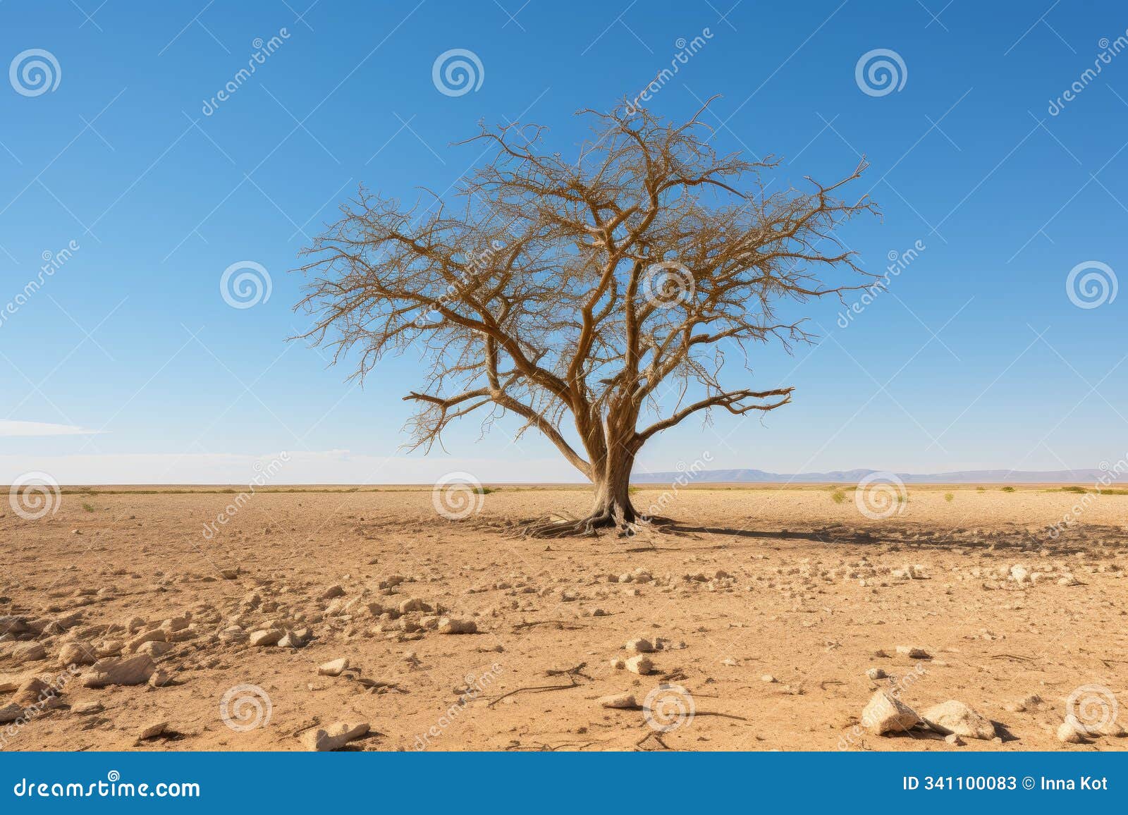 Isolated Withered Tree in Arid Desert Surrounded by Parched, Cracked ...