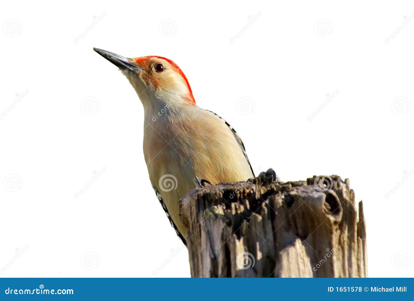 Isolated Woodpecker stock photo. Image of climbing, active - 1651578