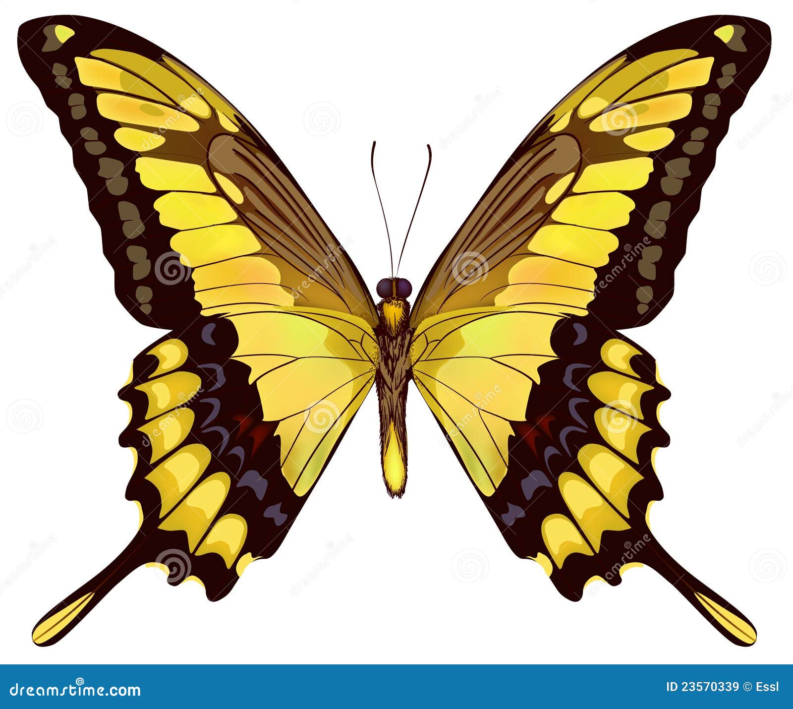 Isolated Yellow Butterfly stock vector. Illustration of design - 23570339