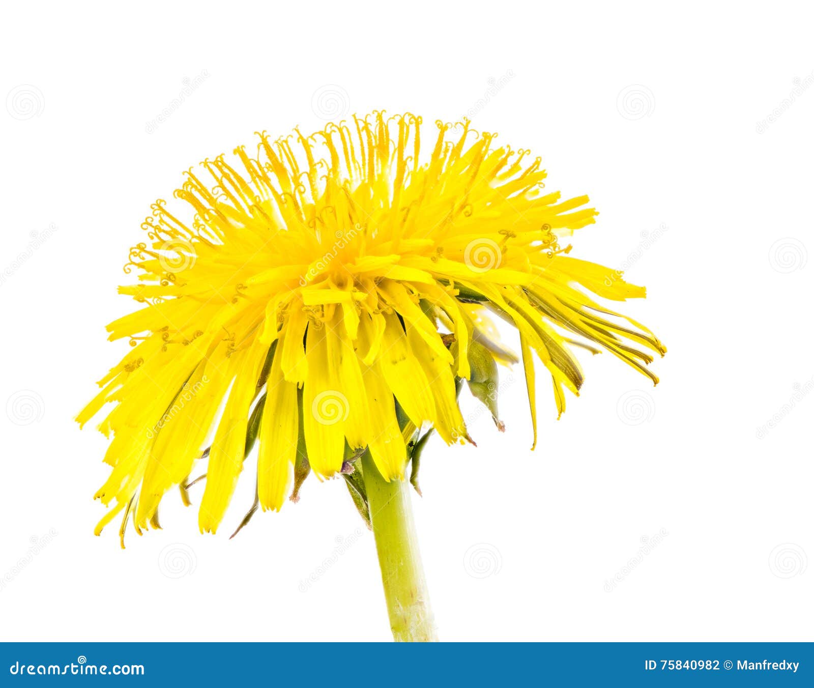 Isolated Yellow Dandelion Flower Blossom Stock Photo - Image of floral ...