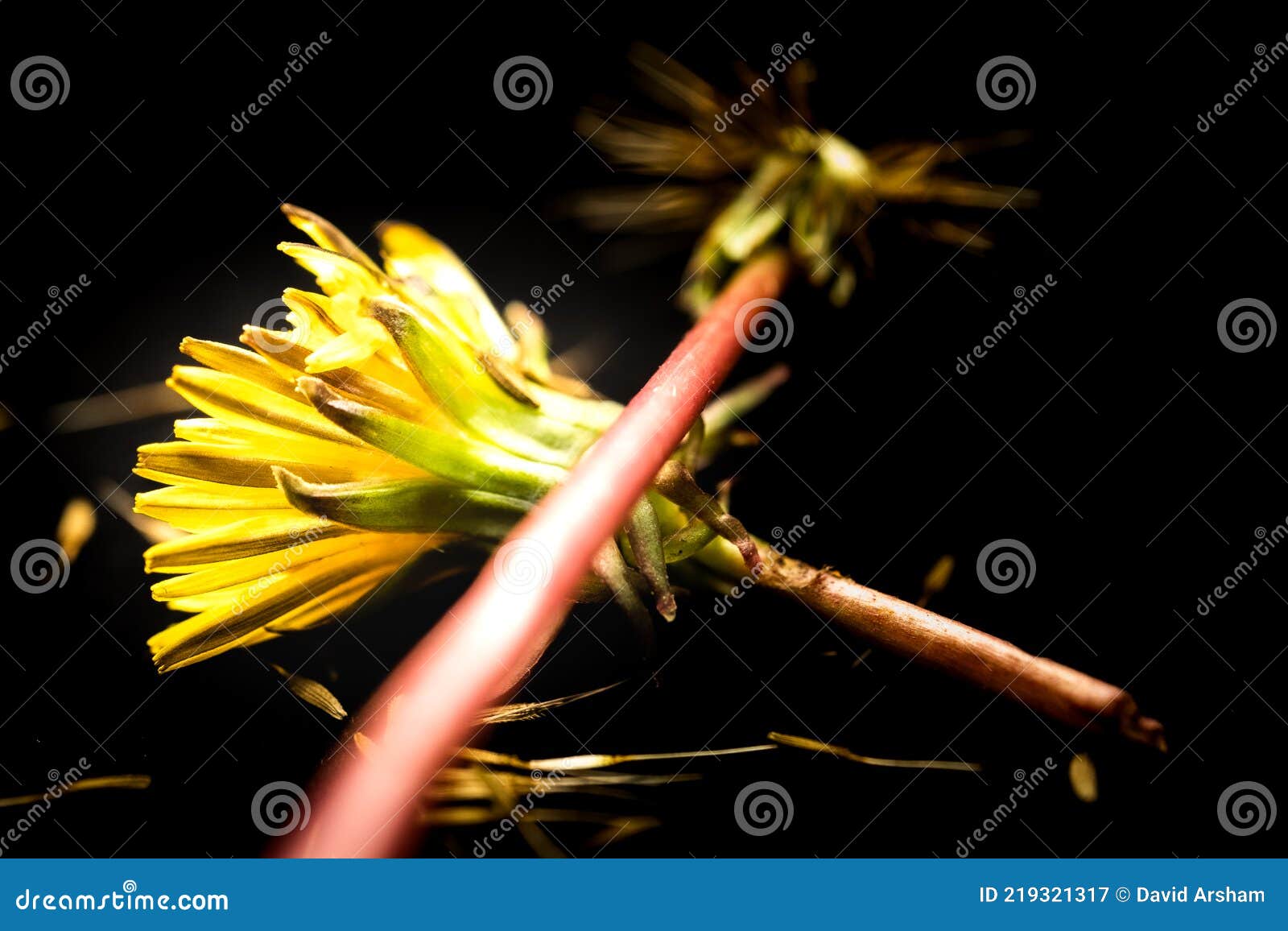 Isolated Yellow Dandelion Laying Underneath Dead Dandelion Stock Image ...