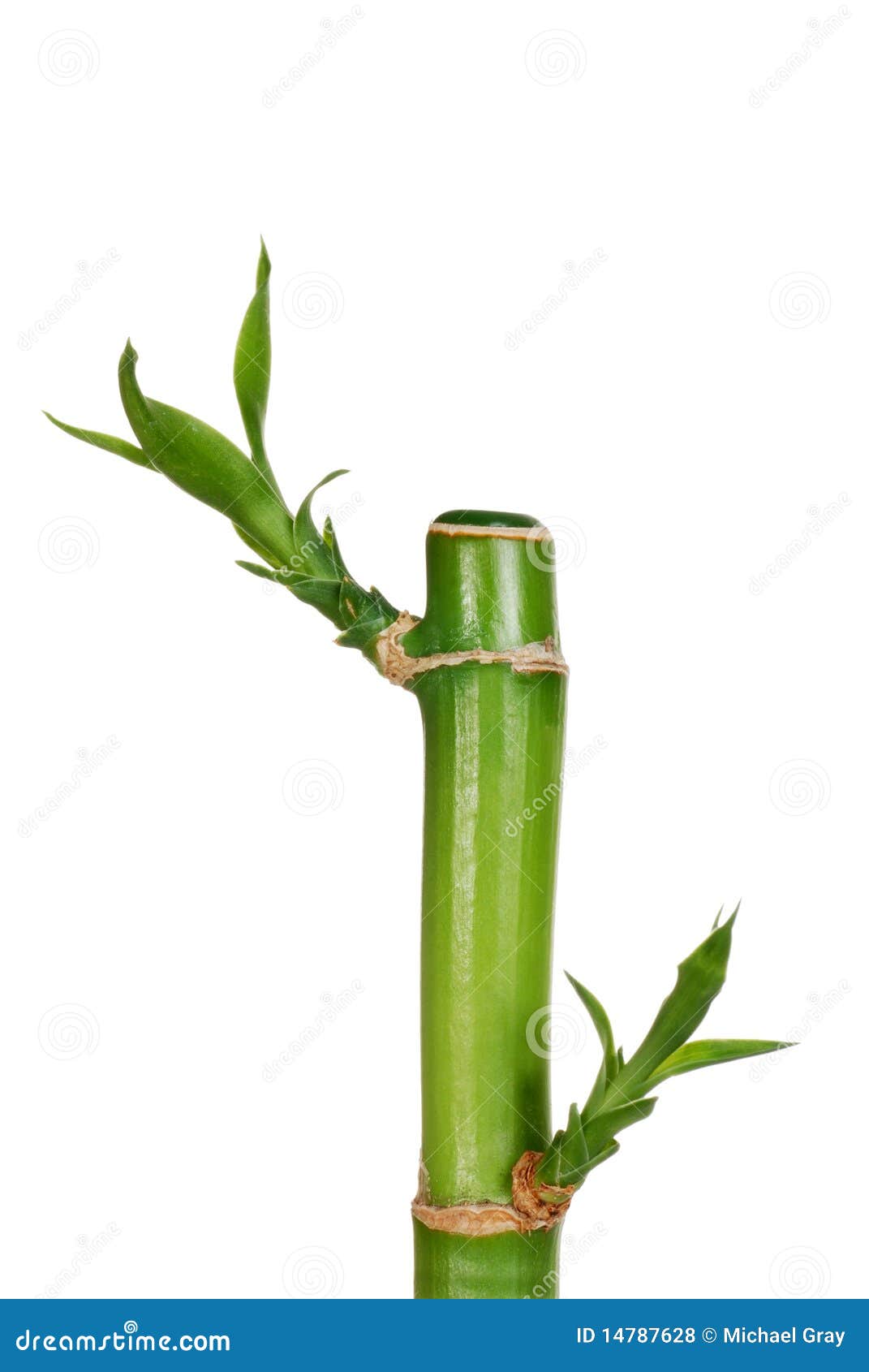 Isolated young bamboo stock photo. Image of tree, bamboo - 14787628