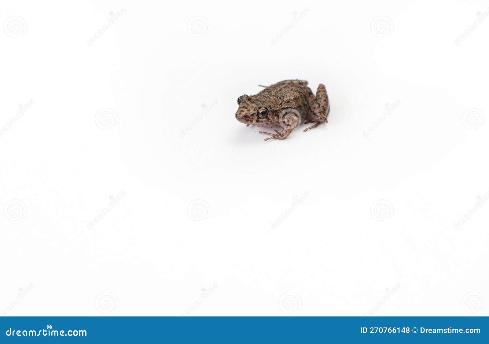 Isolated Young Exotic Tree Frog on a White Background Stock Photo ...