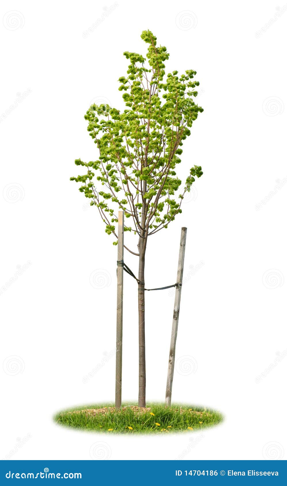 Isolated young linden tree stock photo. Image of held - 14704186