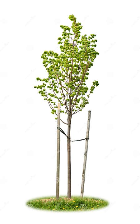 Isolated young linden tree stock photo. Image of held - 14704186