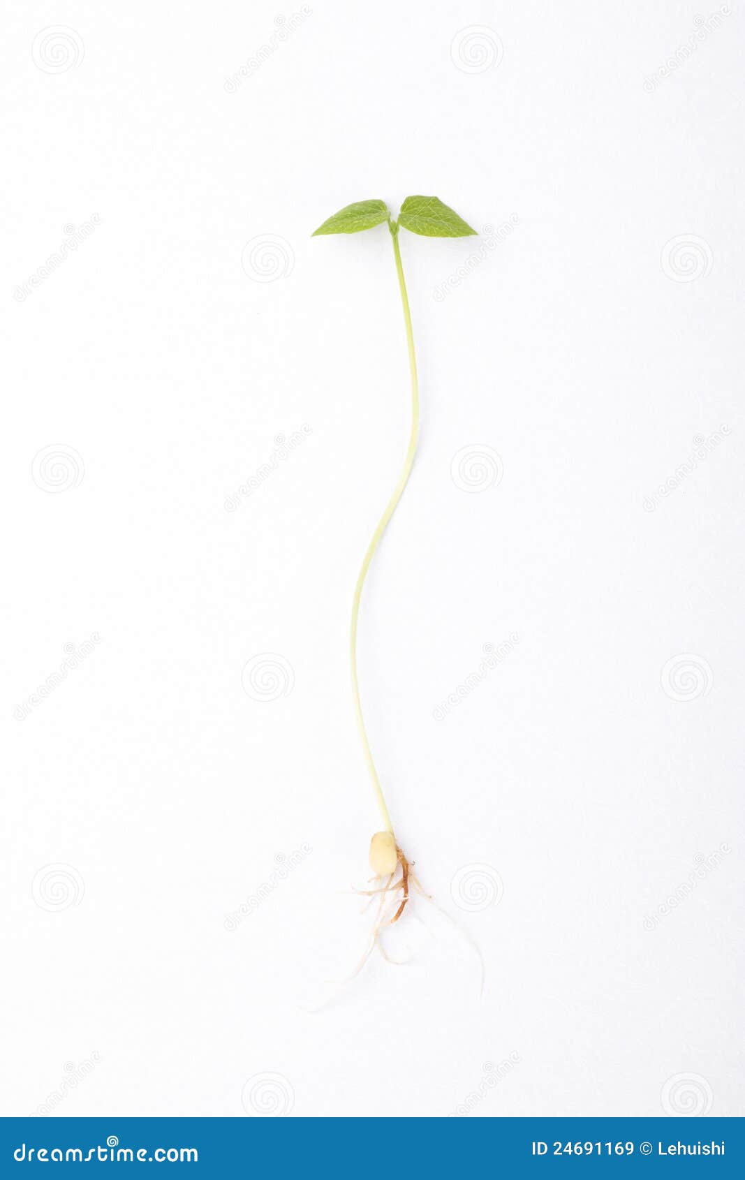 Isolated Young Plant Seedling with Roots Stock Image - Image of love ...