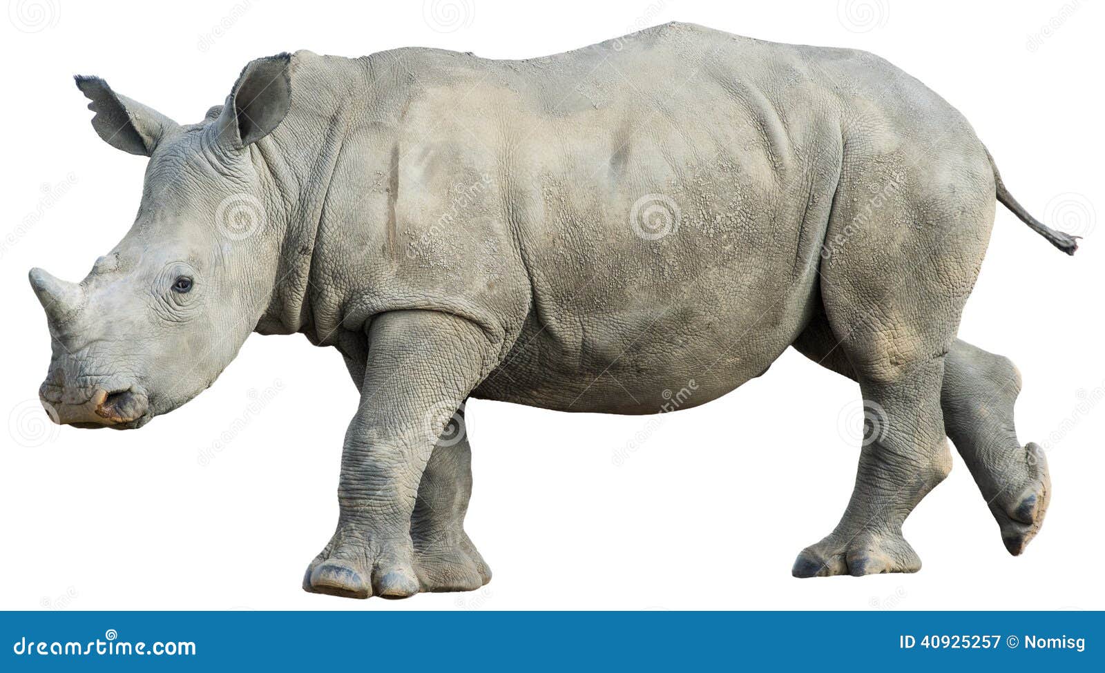 352 Young Rhino Isolated Photos - Free & Royalty-Free Stock Photos from ...
