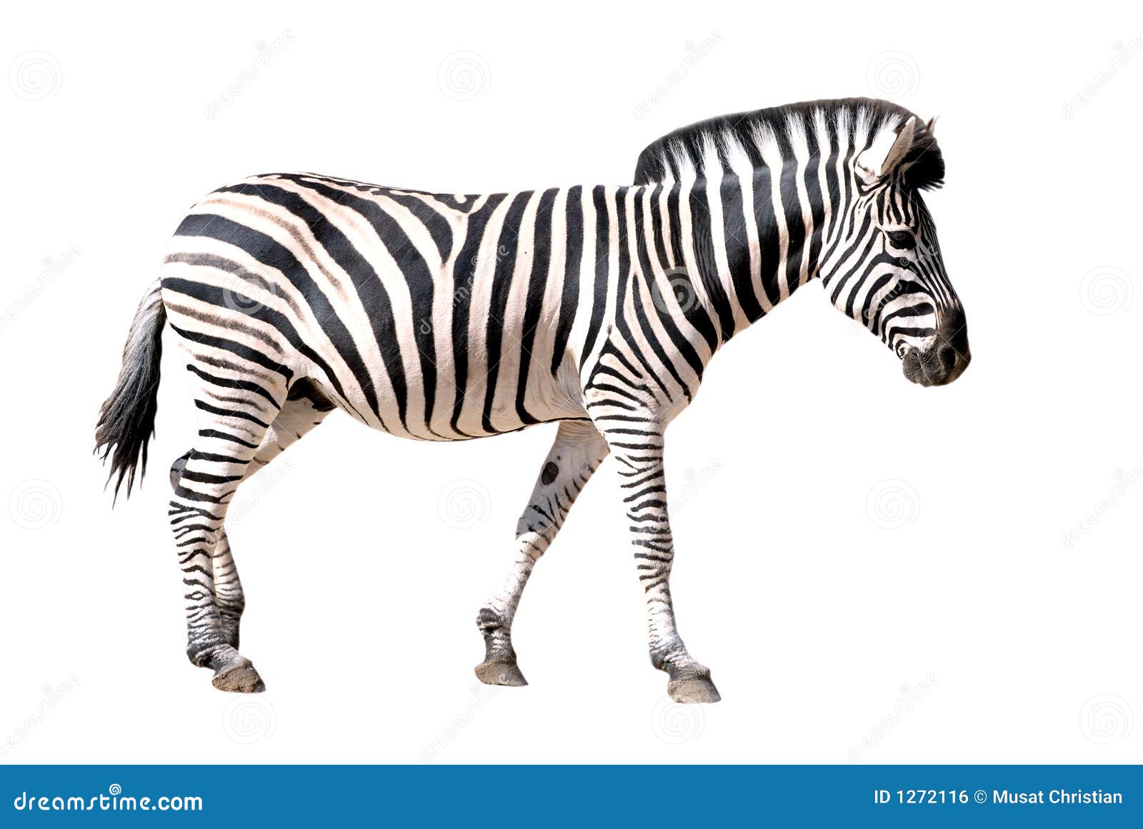 Isolated zebra stock illustration. Illustration of speed - 1272116