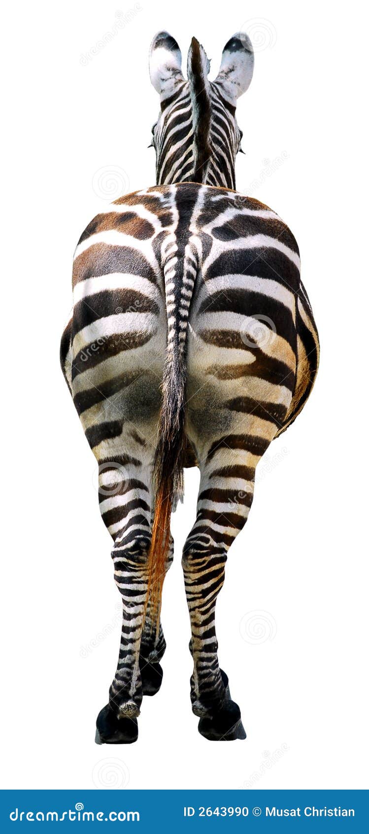 Isolated zebra stock photo. Image of rump, back, hair - 2643990