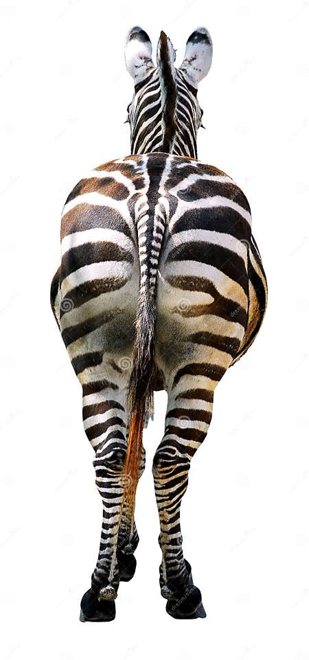 Isolated zebra stock photo. Image of rump, back, hair - 2643990