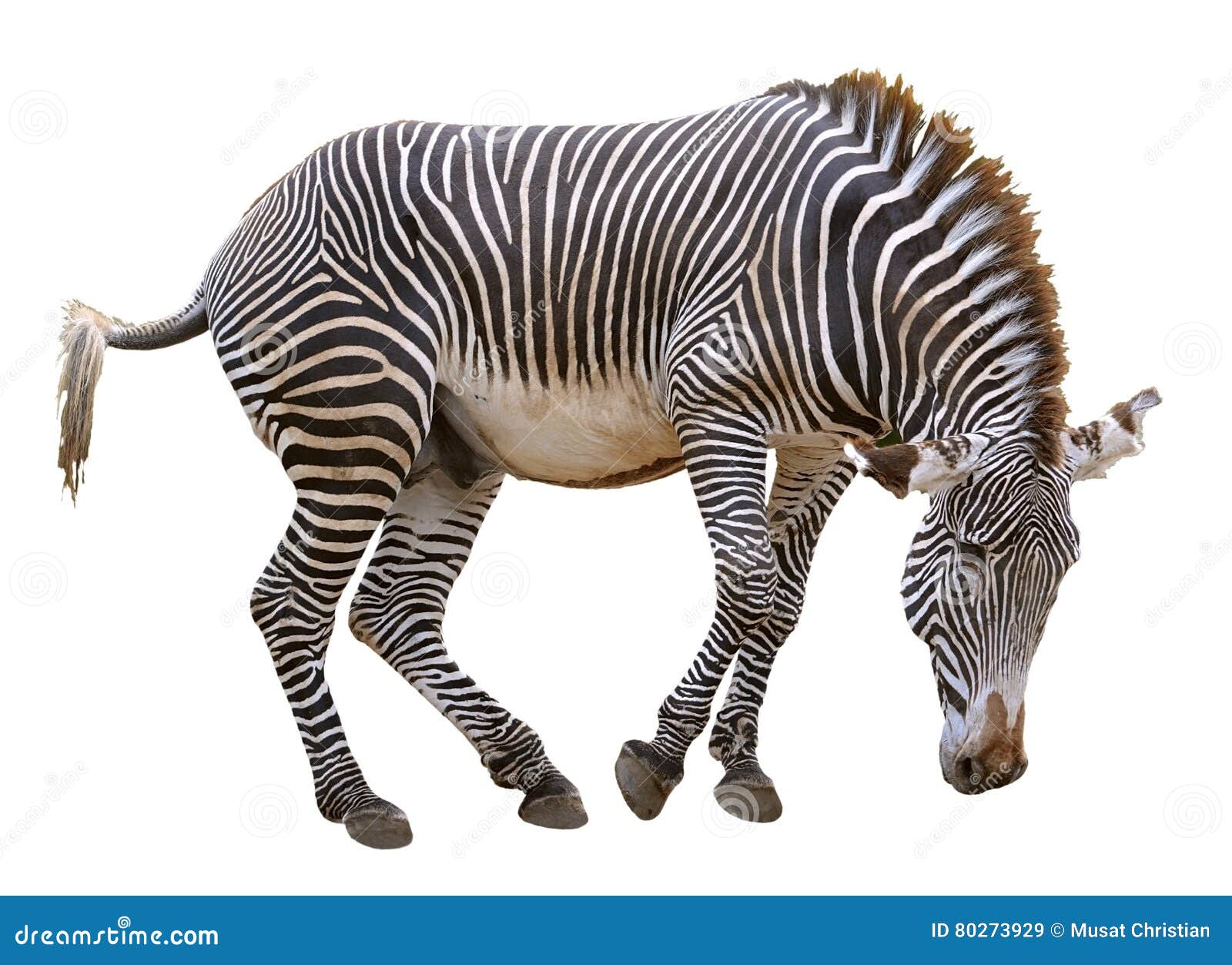 Isolated zebra of Grevy stock image. Image of black, grevyi - 80273929
