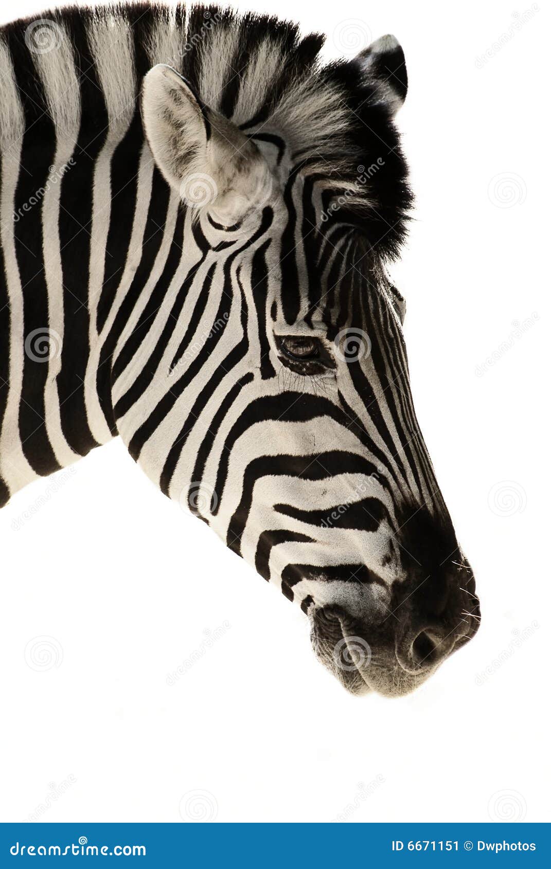 Isolated zebra head stock image. Image of zebra, skin - 6671151
