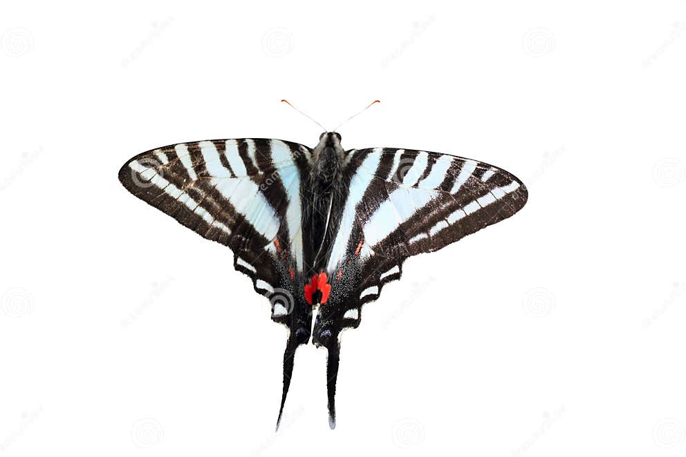 Isolated Zebra Swallowtail stock photo. Image of butterfly - 14075266